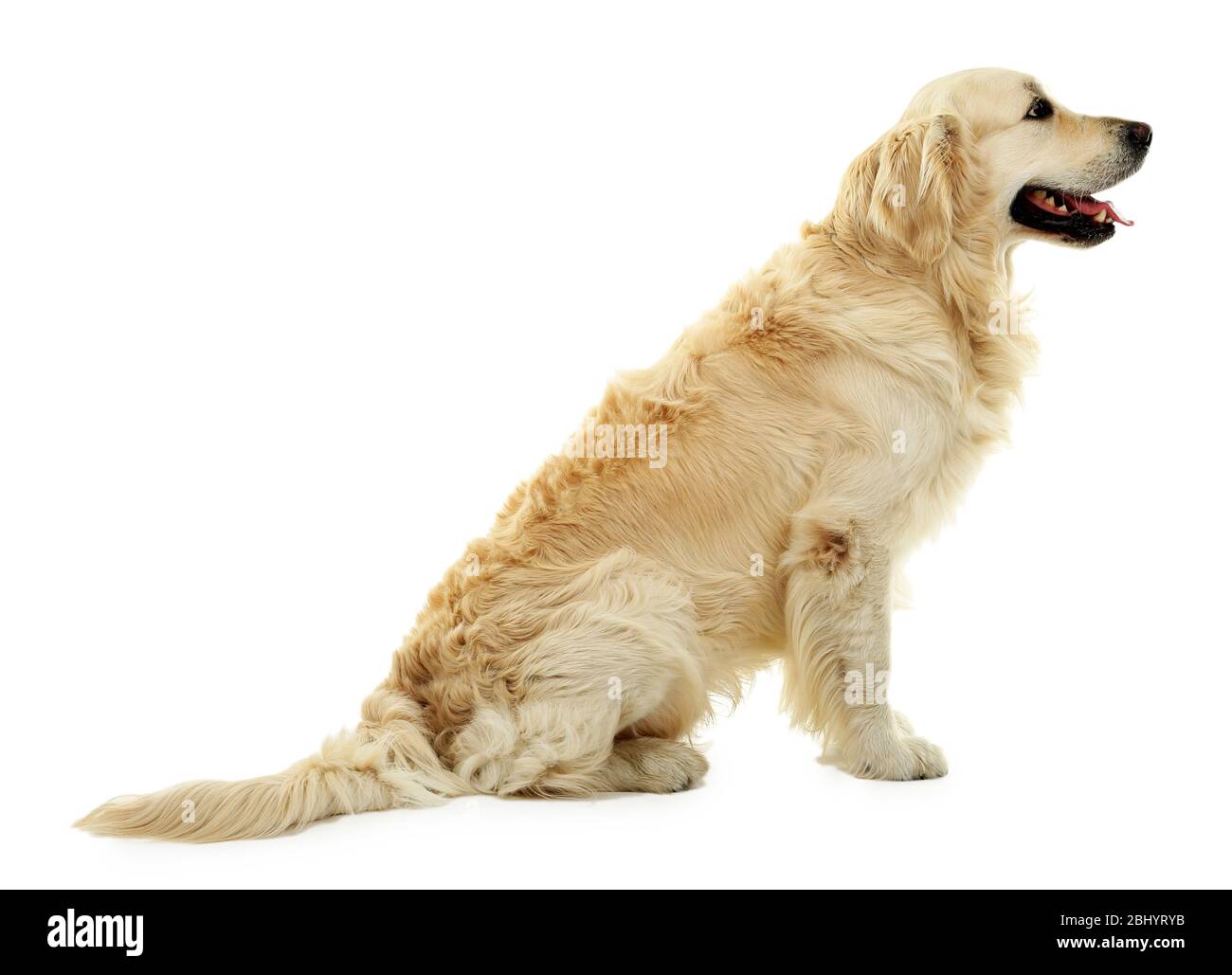 Adult golden retriever labrador Cut Out Stock Images & Pictures - Alamy