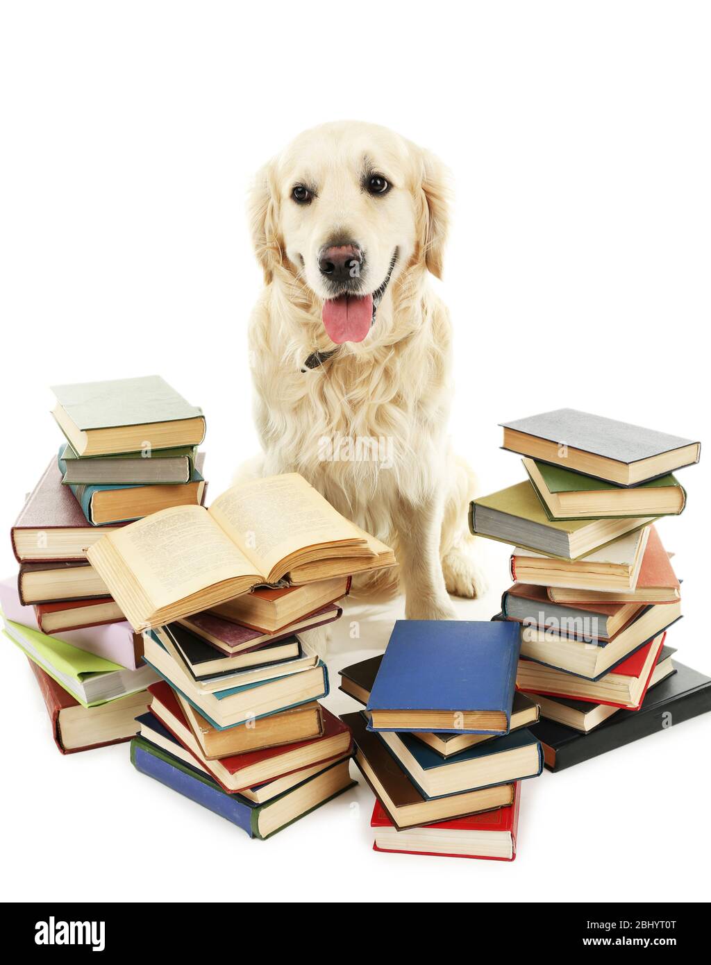 Portrait of Labrador with pile of books isolated on white Stock Photo ...