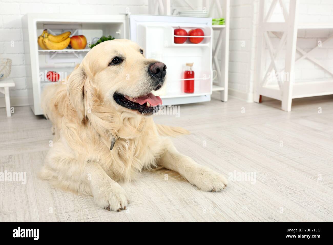 Cute Labrador near fridge in kitchen Stock Photo - Alamy