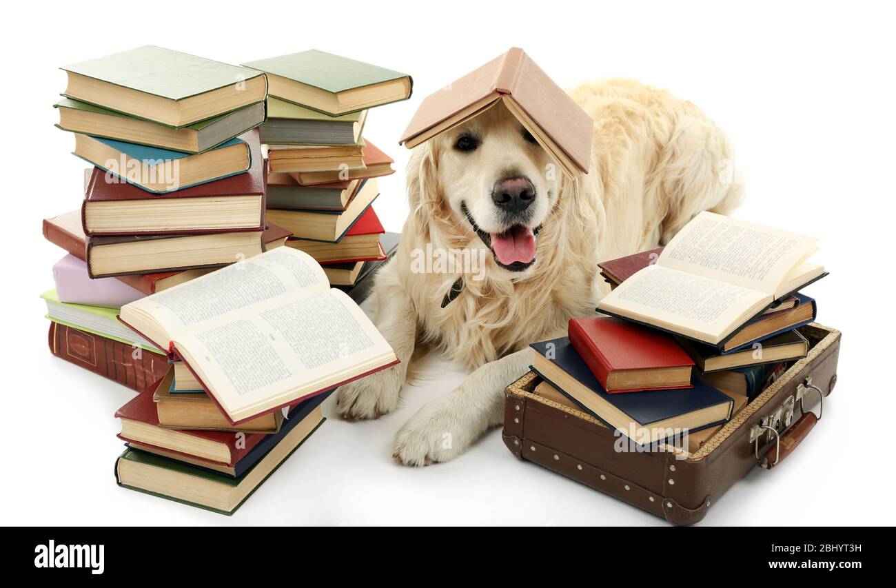 Portrait of Labrador with pile of books isolated on white Stock Photo ...