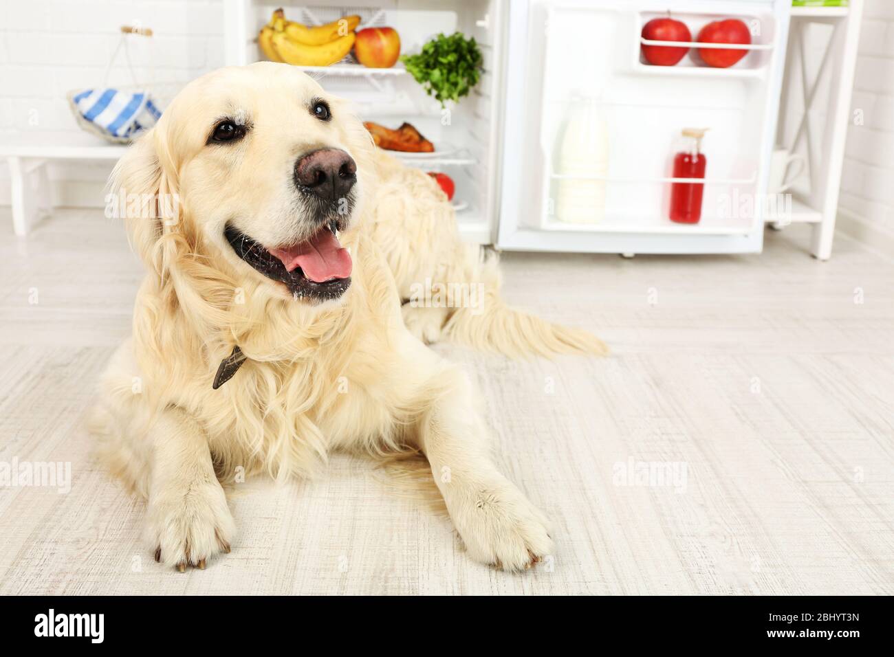 Cute Labrador near fridge in kitchen Stock Photo - Alamy