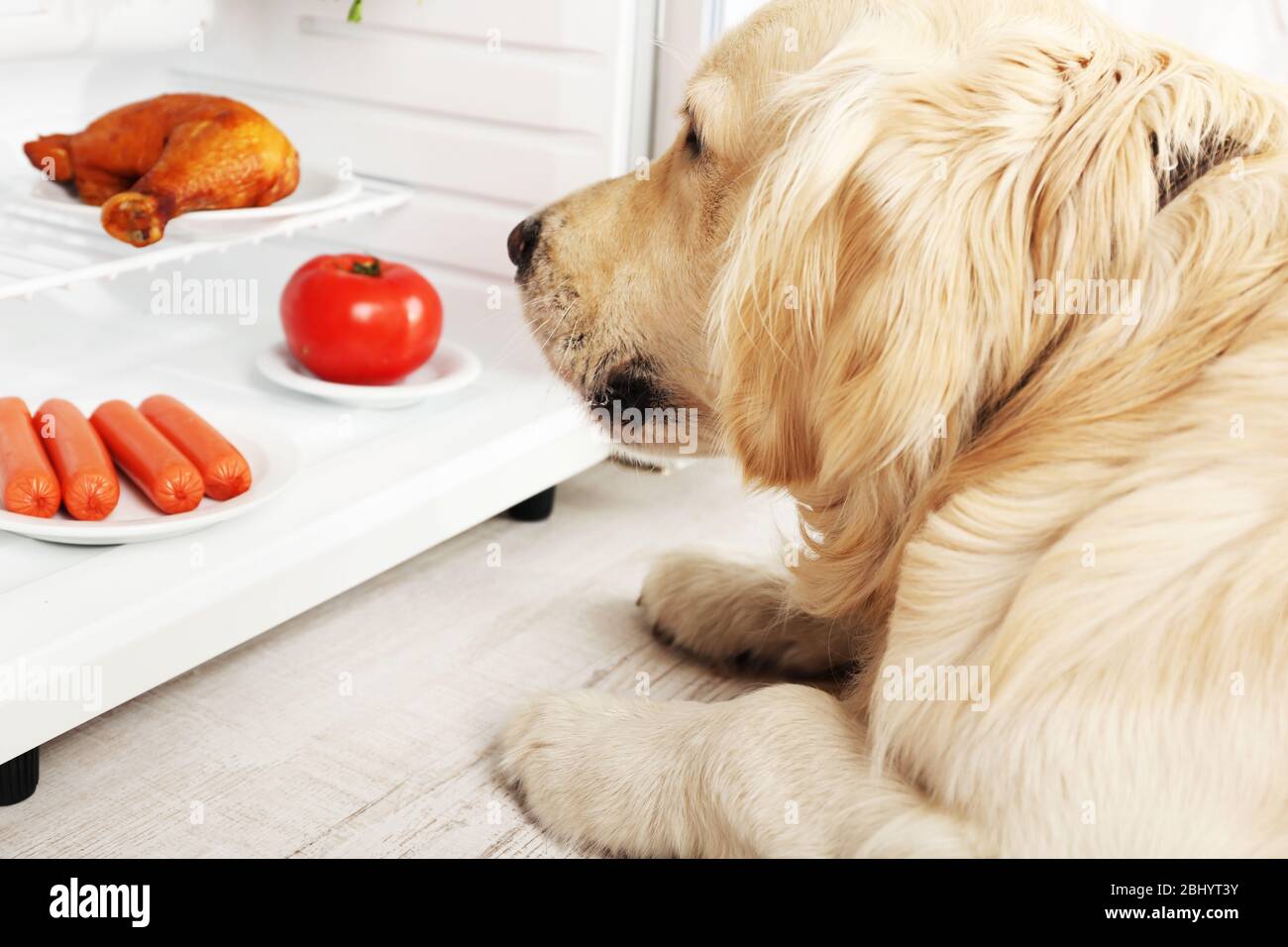 Cute Labrador near fridge in kitchen Stock Photo - Alamy