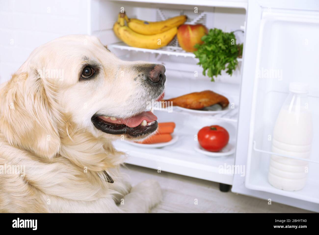 Cute Labrador near fridge in kitchen Stock Photo - Alamy