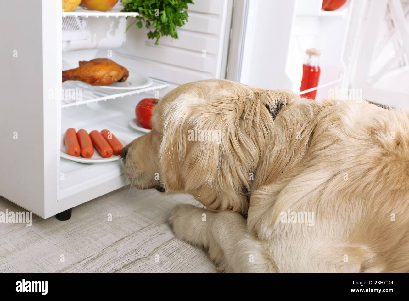 Cute Labrador near fridge in kitchen Stock Photo - Alamy