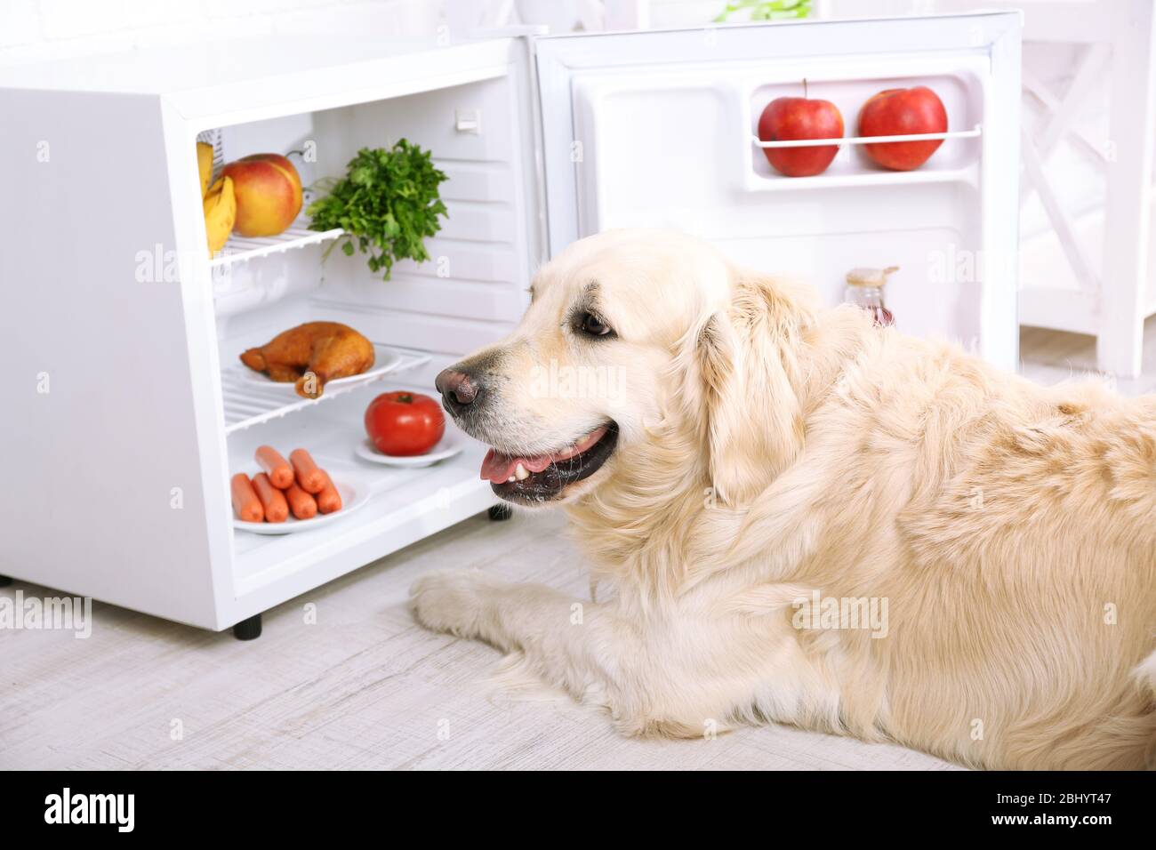 Cute Labrador near fridge in kitchen Stock Photo - Alamy