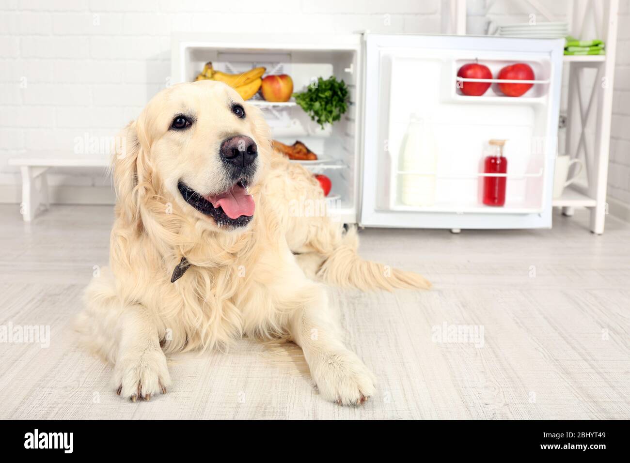Cute Labrador near fridge in kitchen Stock Photo - Alamy