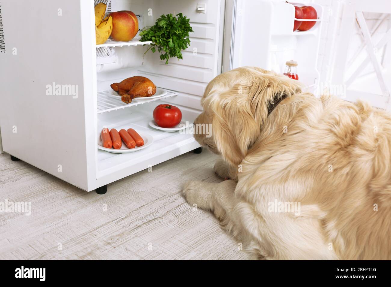 Cute Labrador near fridge in kitchen Stock Photo - Alamy