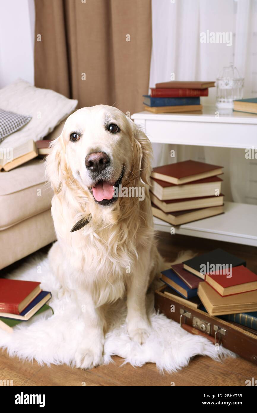 Portrait of cute Labrador with pile of books in room Stock Photo - Alamy
