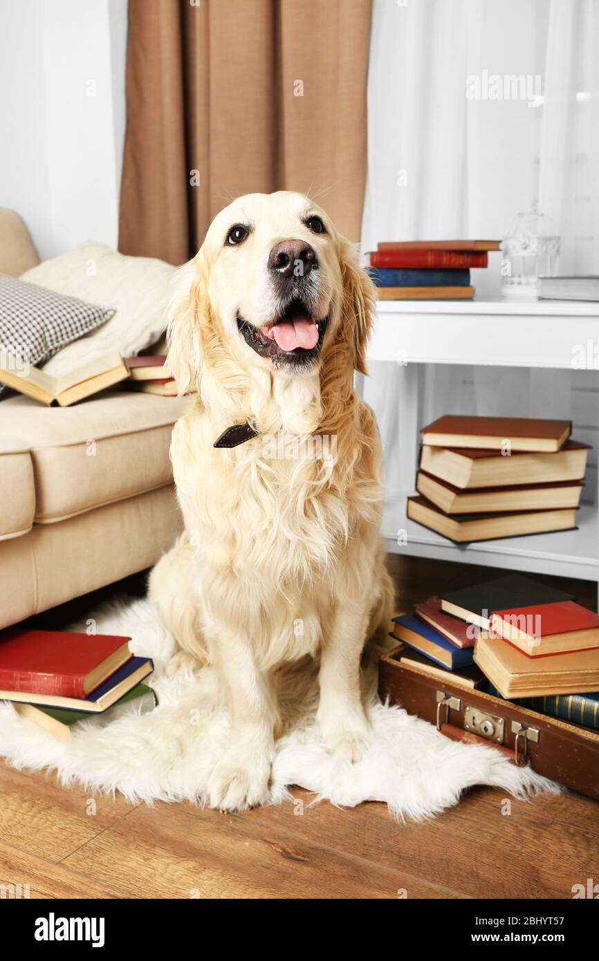 Portrait of cute Labrador with pile of books in room Stock Photo - Alamy