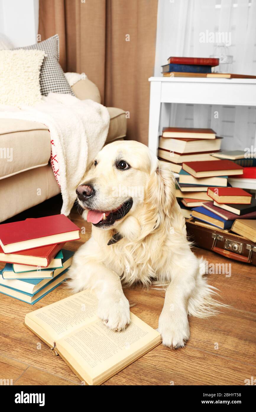 Portrait of cute Labrador with pile of books in room Stock Photo - Alamy