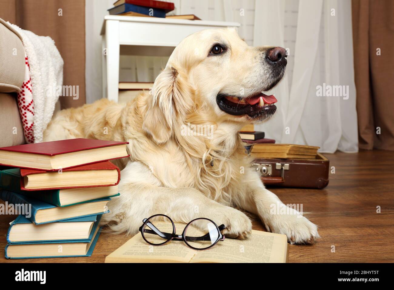 Portrait of cute Labrador with pile of books in room Stock Photo - Alamy