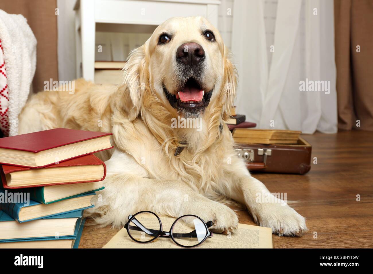Portrait of cute Labrador with pile of books in room Stock Photo - Alamy