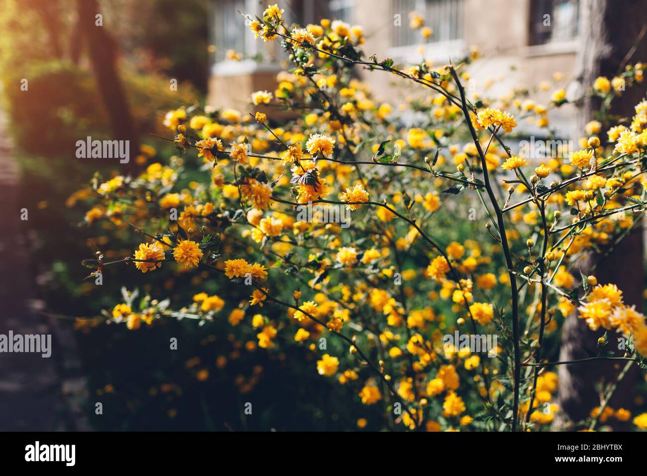 Kerria japonica hi-res stock photography and images - Alamy