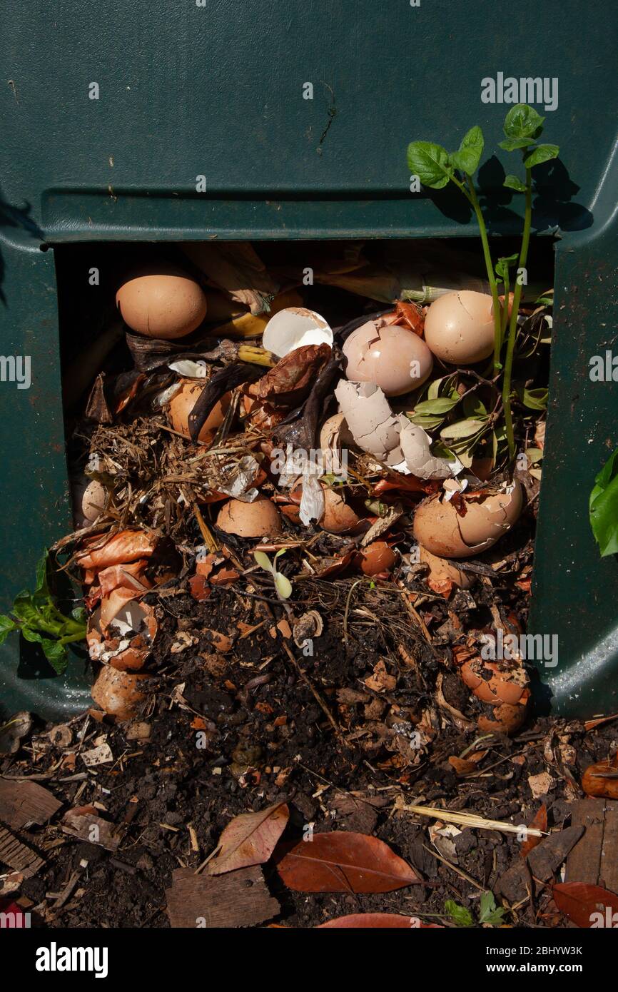 Food waste decomposing in compost bin. British Isles Stock Photo - Alamy