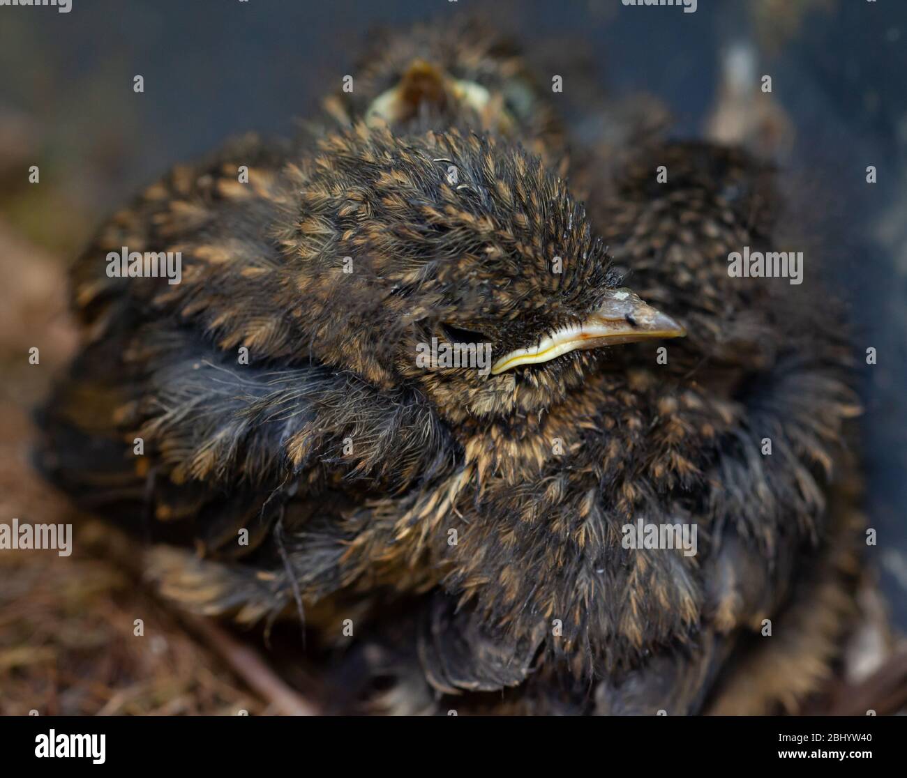 Orphaned baby Robin Erithacus rubecula being reared in wildlife ...