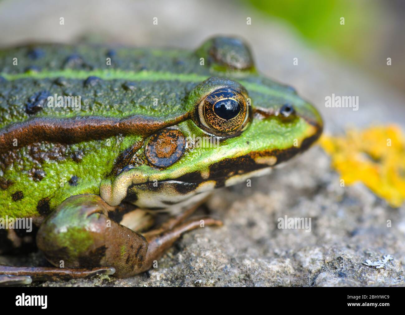 Sieversdorf, Germany. 26th Apr, 2020. A pond frog (Rana esculenta). The ...