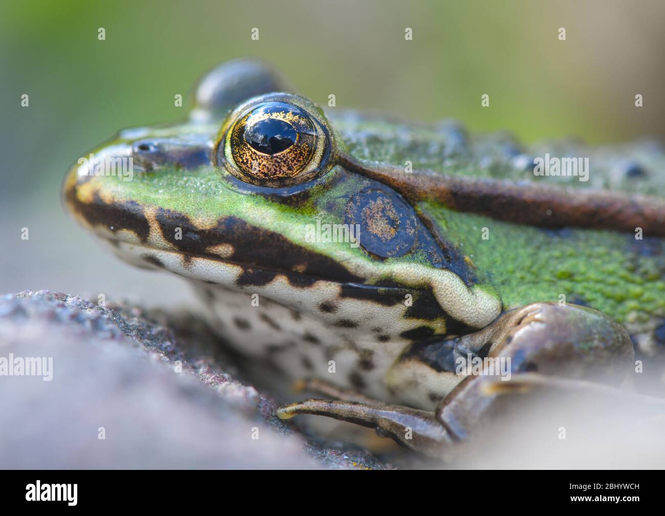 Sieversdorf, Germany. 26th Apr, 2020. A pond frog (Rana esculenta). The ...