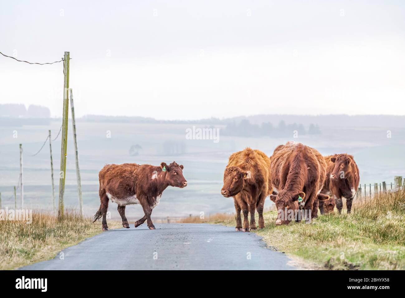 Luing Beef Cattle High Resolution Stock Photography and Images - Alamy