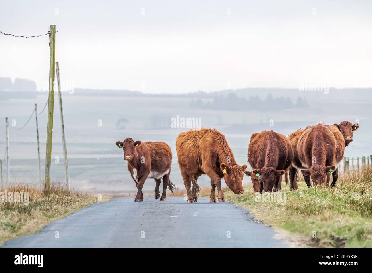 Luing Beef Cattle High Resolution Stock Photography and Images - Alamy