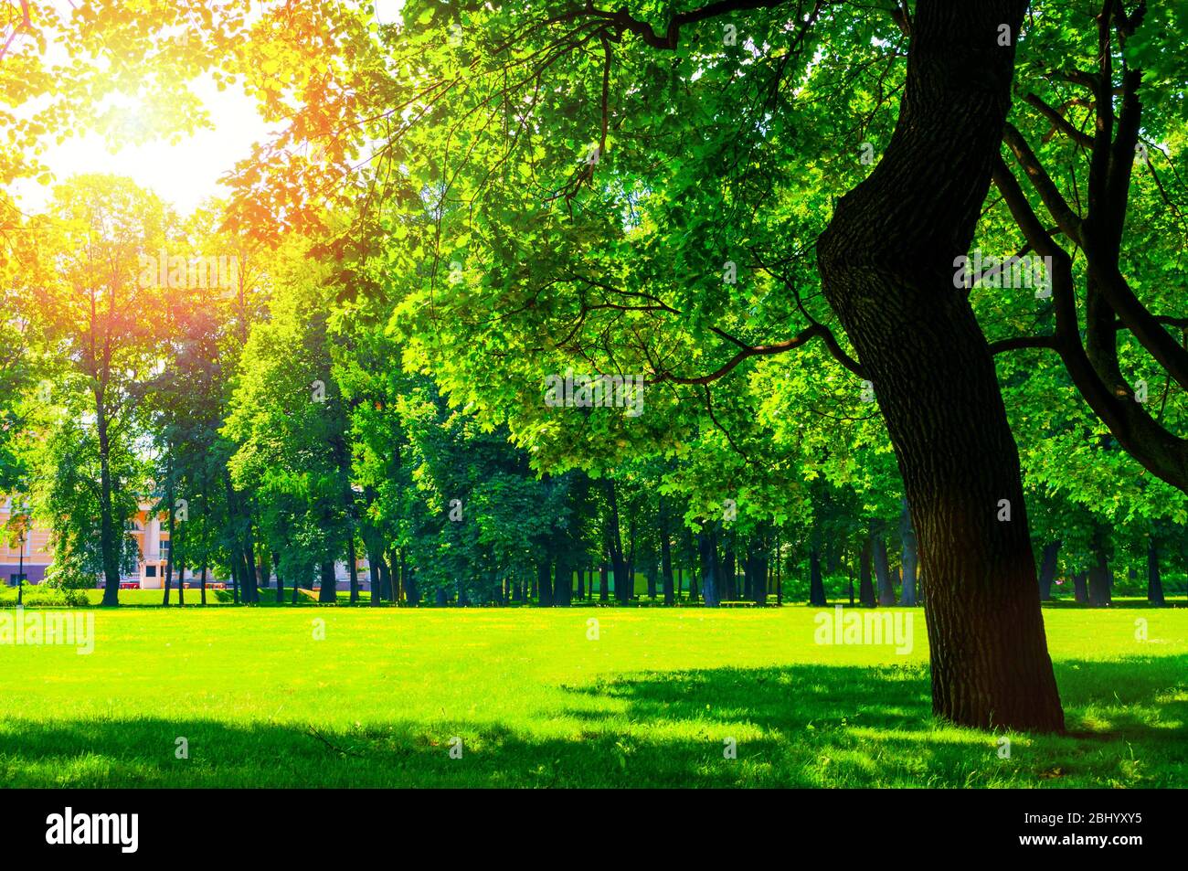 Summer sunny park landscape. Summer city park with deciduous green ...