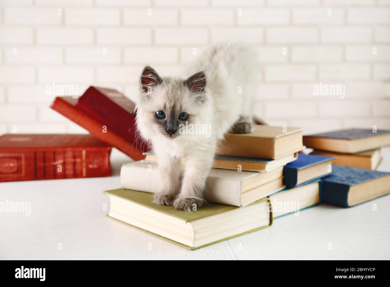 Cute little cat with books on light background Stock Photo - Alamy
