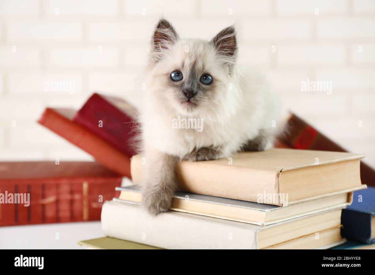 Cute little cat with books on light background Stock Photo - Alamy