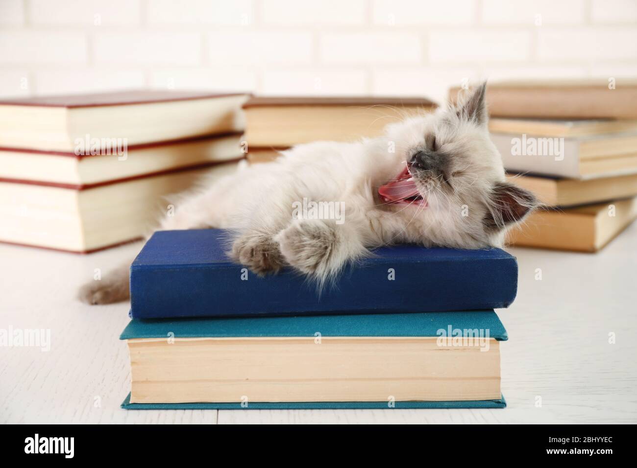 Cute little cat with books on light background Stock Photo - Alamy