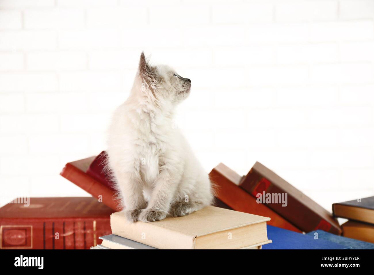 Cute little cat with books on light background Stock Photo - Alamy