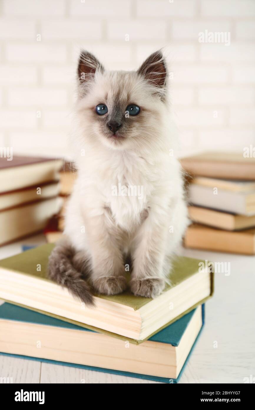 Cute little cat with books on light background Stock Photo - Alamy