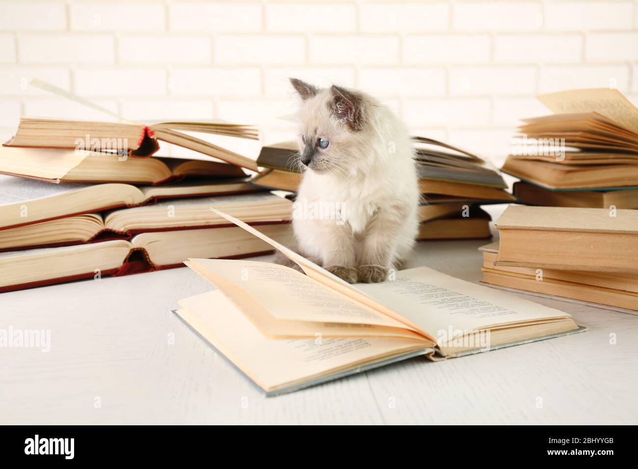 Cute little cat with books on light background Stock Photo - Alamy