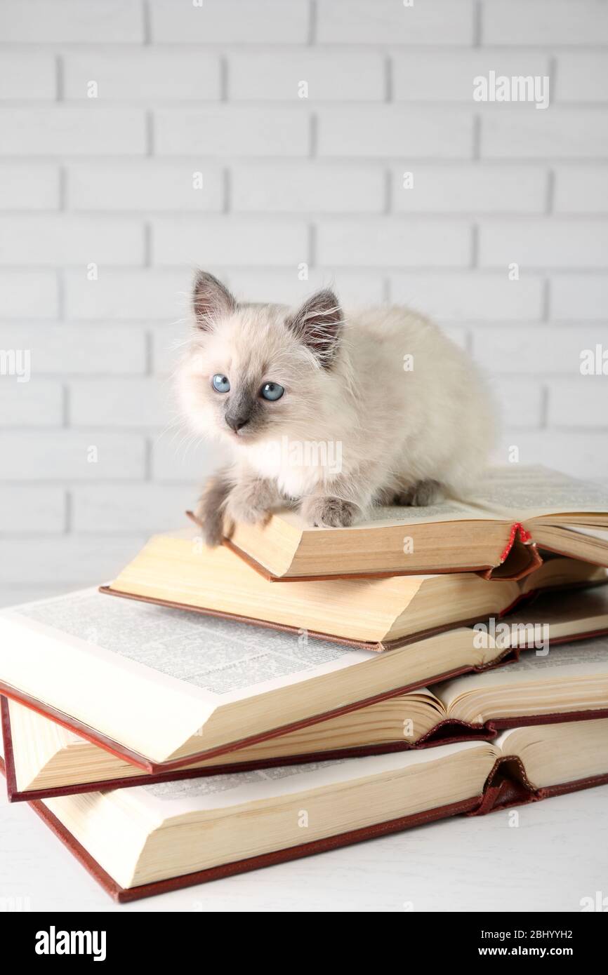 Cute little cat with books on light background Stock Photo - Alamy