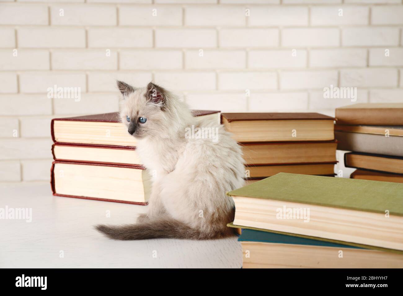 Cute little cat with books on light background Stock Photo - Alamy