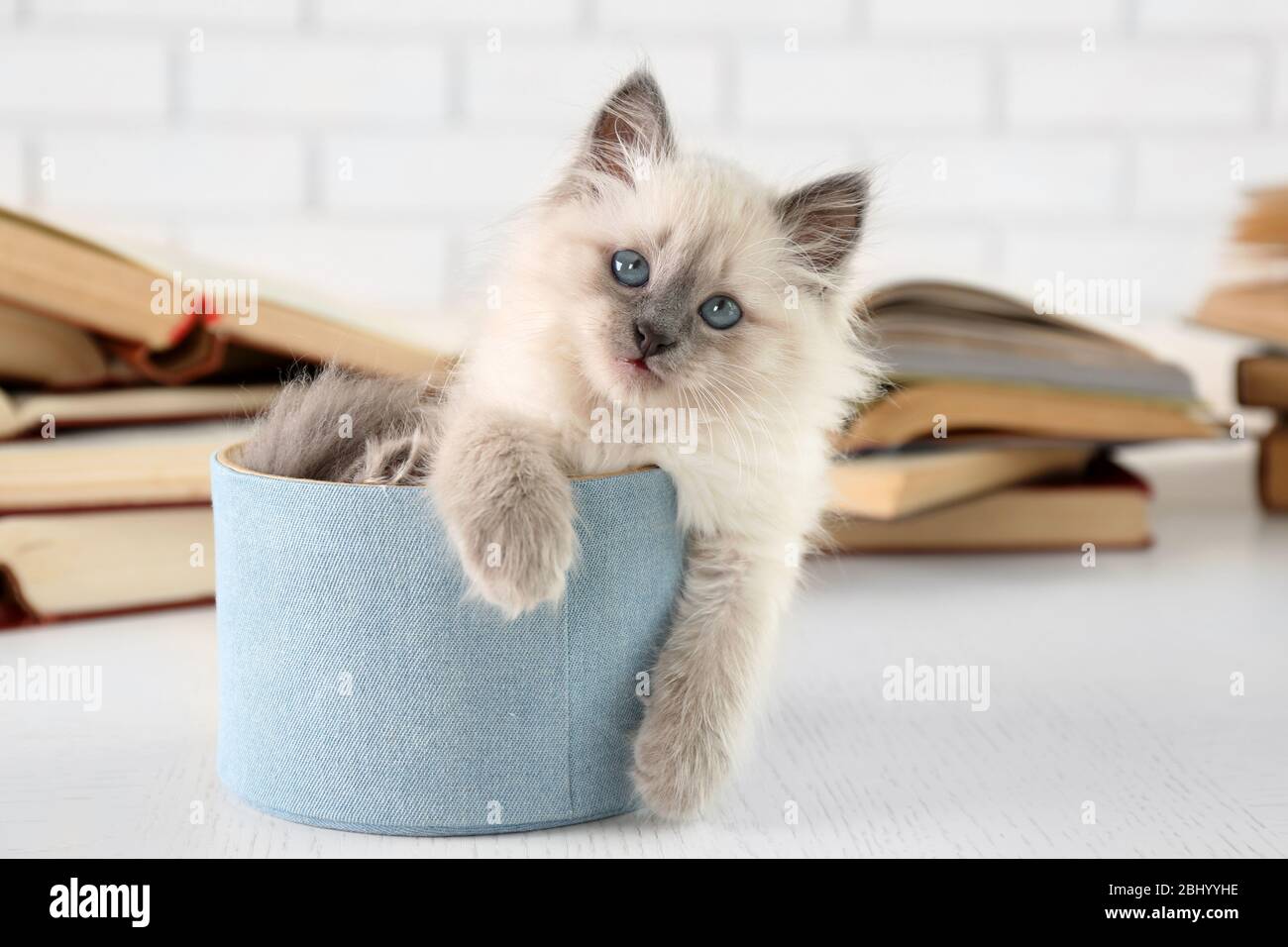 Cute little cat in box near books on light background Stock Photo - Alamy
