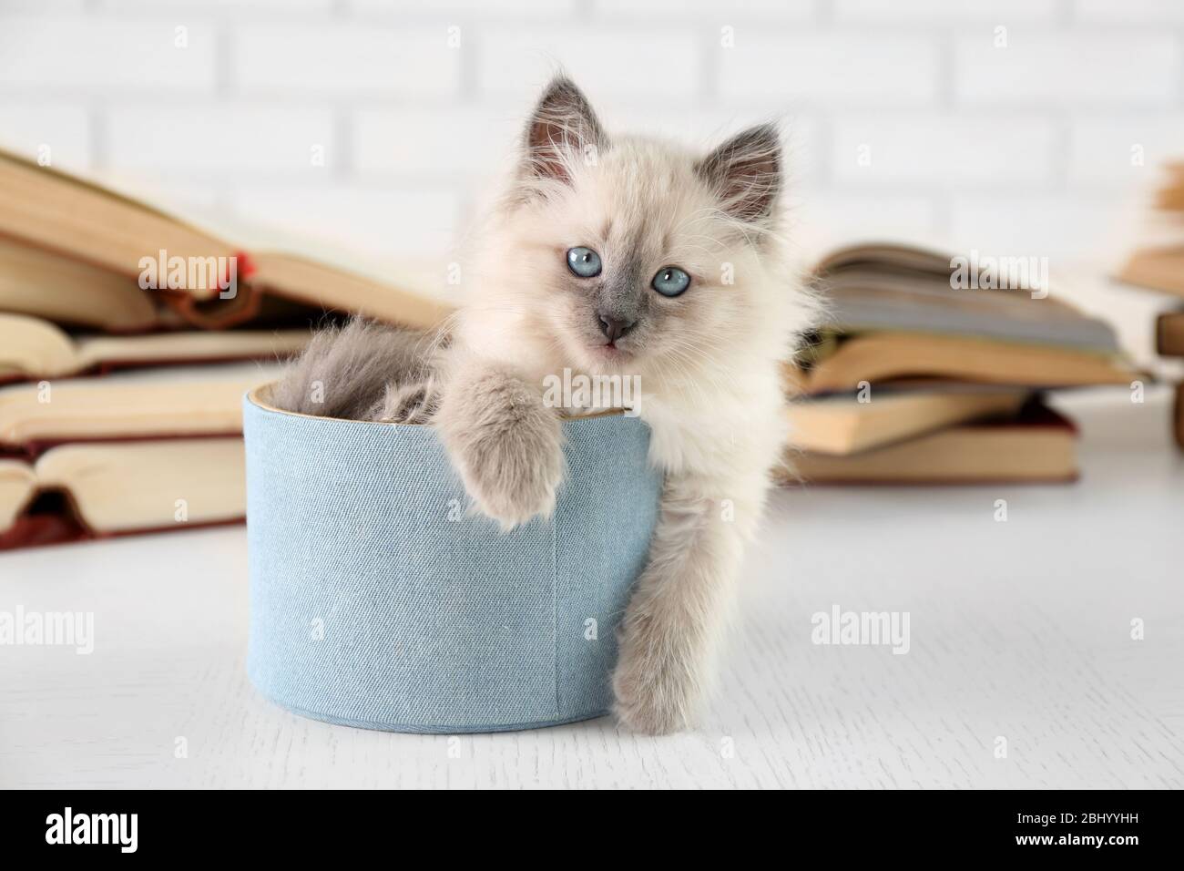 Cute little cat in box near books on light background Stock Photo - Alamy