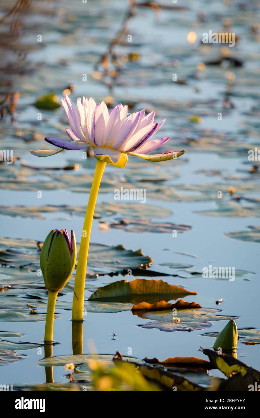 Beautiful sunset light illuminates white and purple water-lilies in the ...