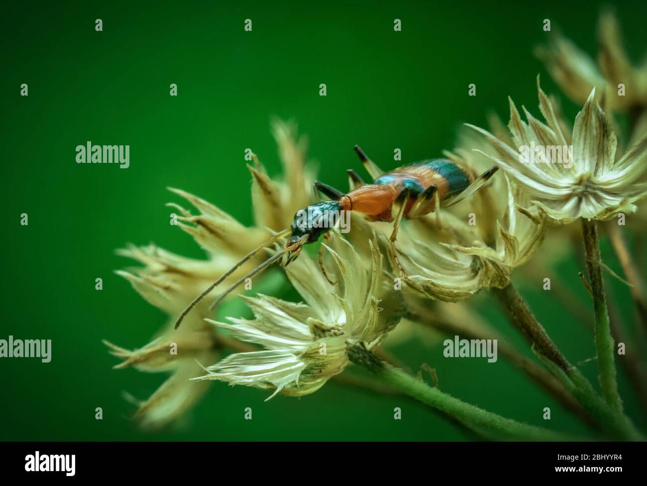 Ophionea indica hi-res stock photography and images - Alamy