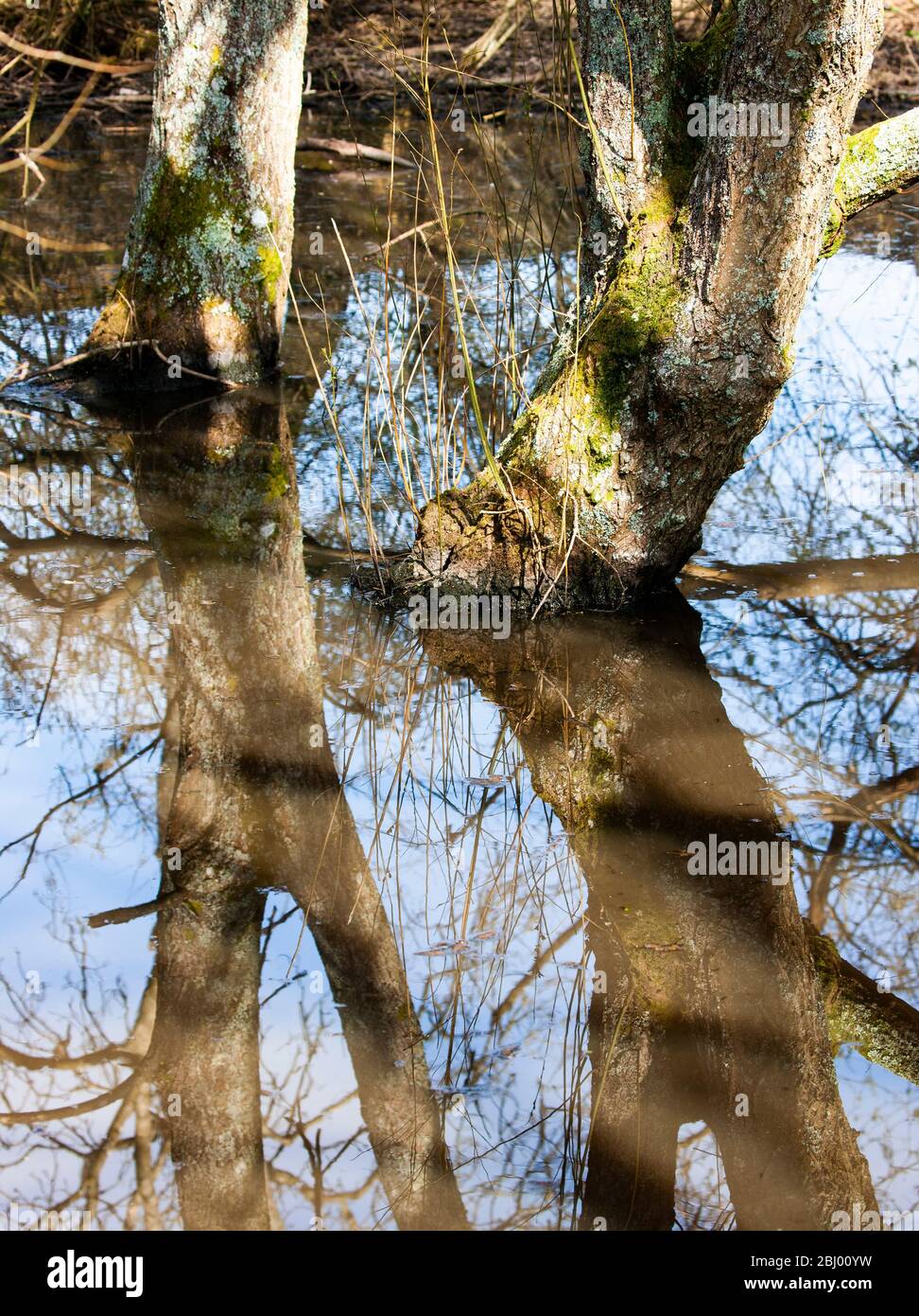 Trees reflected in a still pond Stock Photo - Alamy