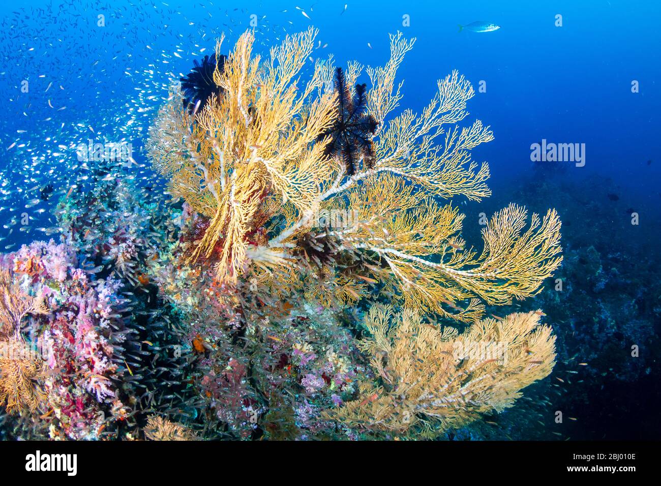 Beautiful multi-colored, fragile sea fans on a healthy tropical coral ...