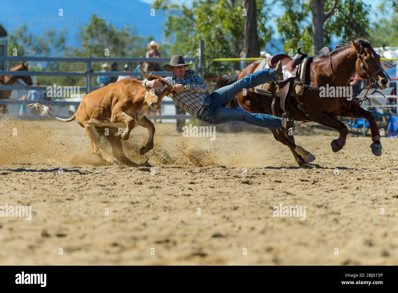 Team steer wrestling rodeo event with cowboy leaping from his horse ...
