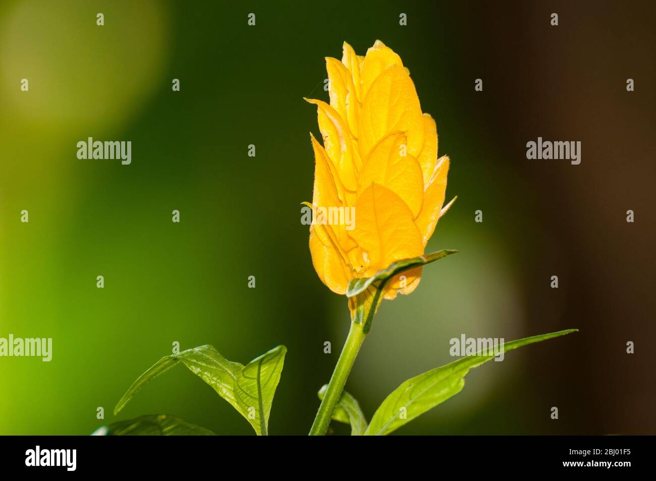 Beer yellow flower hi-res stock photography and images - Alamy