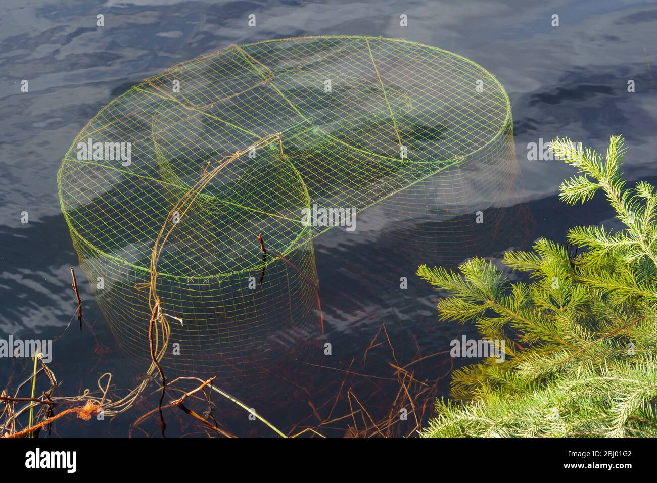 Green wire mesh fish trap ( katiska ) in the water , Finland Stock ...