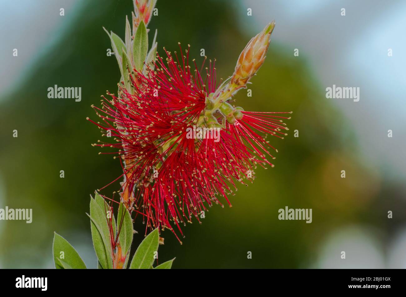 Whistle cleaner hi-res stock photography and images - Alamy