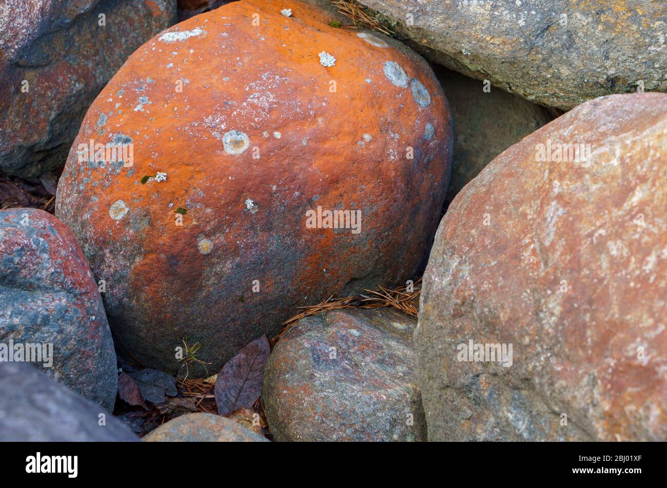 Round stone surface covered with orange red algae ( Trentepohlia ...