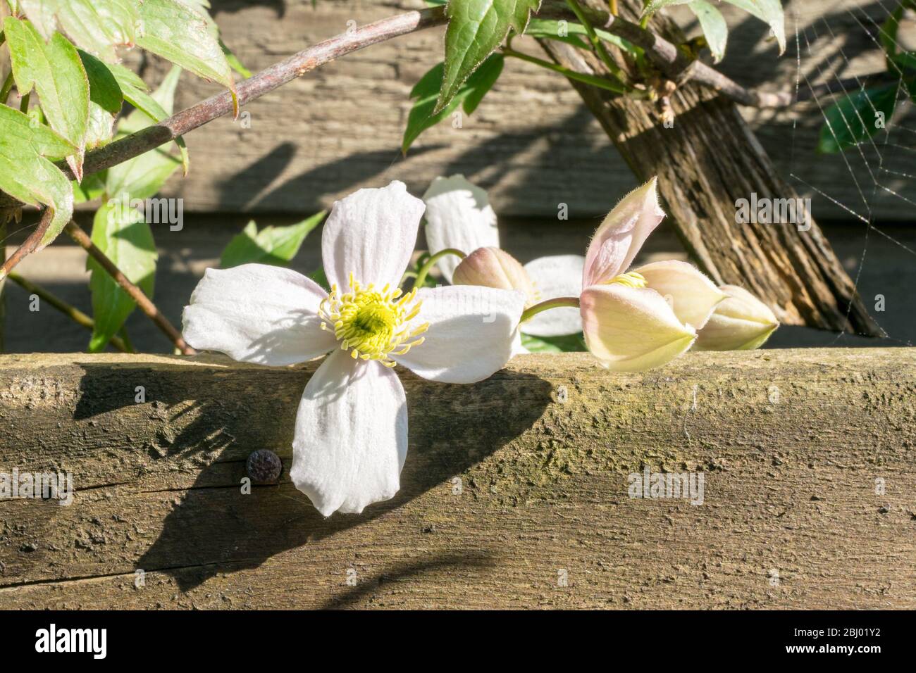 White to light pink Clematis flower on a wooden fence. Clematis Montana ...