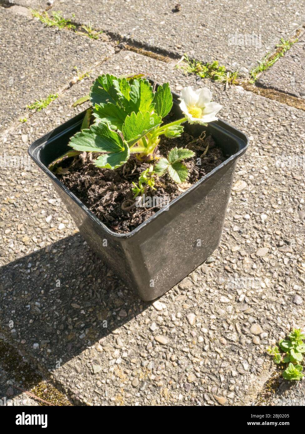 Strawberry plant (Fragaria × ananassa) with flower in a pot Stock Photo ...