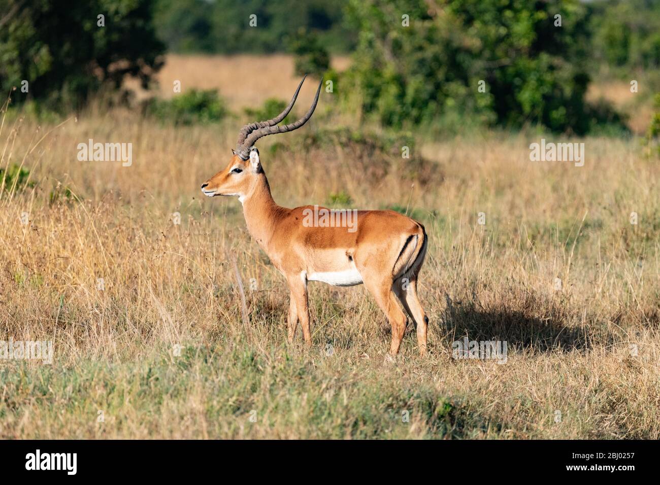 side profile of a single Impala in the Masai Mara, Kenya Stock Photo ...