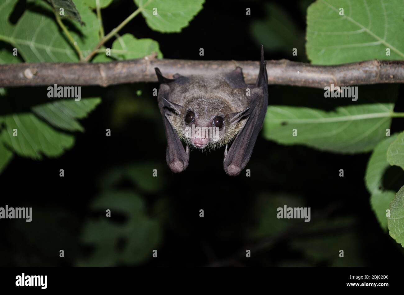Common dawn bat hi-res stock photography and images - Alamy