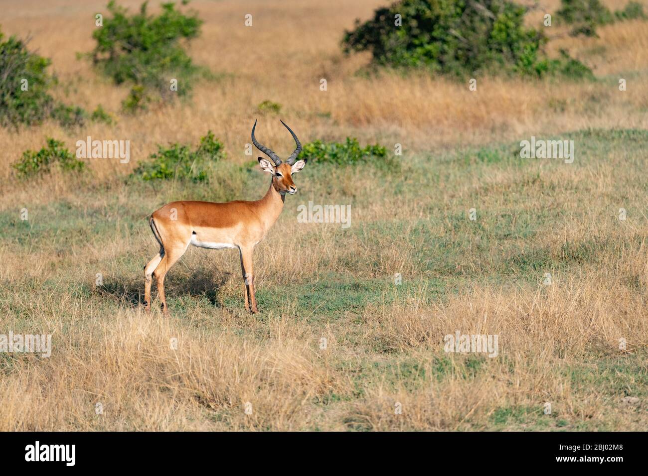 alert impala with magnificent horns looking at camera in Masai Mara ...