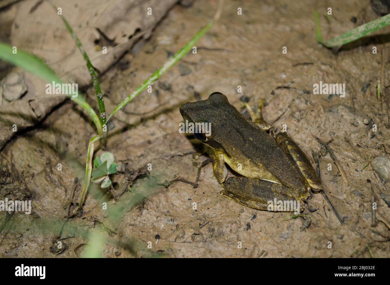 Single frog hi-res stock photography and images - Alamy