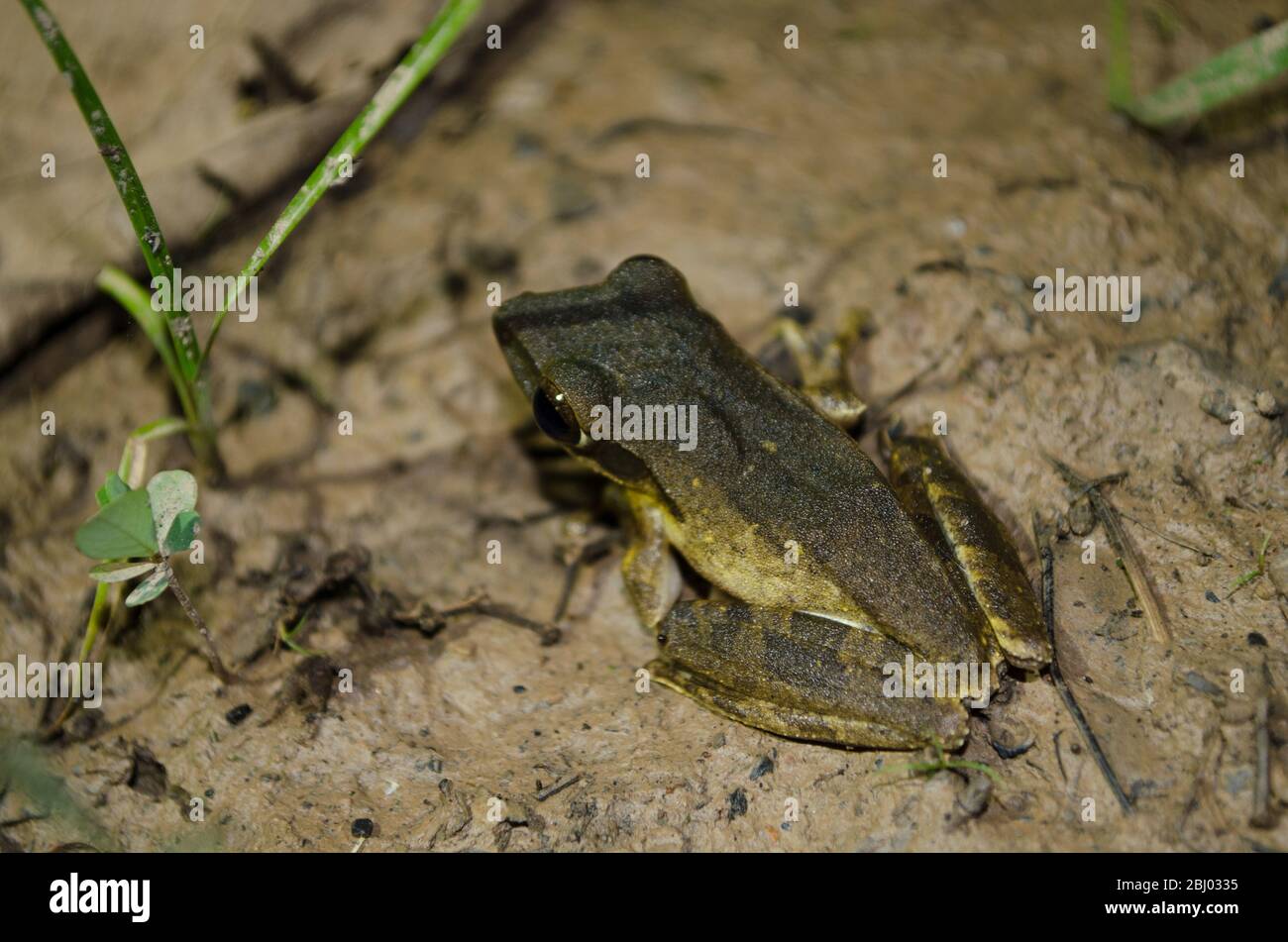 single frog have big eye in the dark night Stock Photo - Alamy